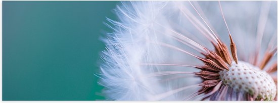 Poster (Mat) - Close-up van Paardenbloem met Zaden - 90x30 cm Foto op ...