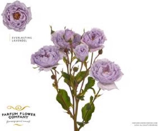 DutchFlowers - Boeket - 12x Rosa everlasting lavender 50cm | bol