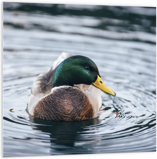 PVC Schuimplaat- Eend zwemt in stromend water omringd door kringen ...