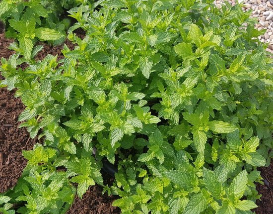 Marrokaanse munt - 2 kruidenplanten Mentha Spicata Moroccan - groene ...