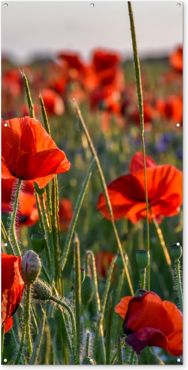 Posters de jardin extérieur Fleurs - Coquelicots - Nature - Rouge ...