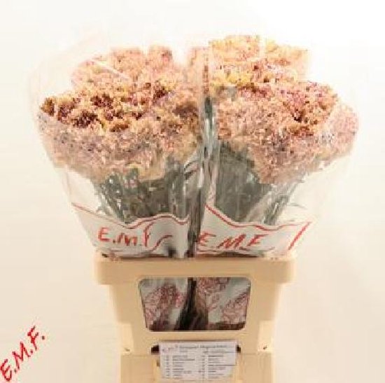 DutchFlowers - Boeket - 20x Dianthus viper 70cm | bol