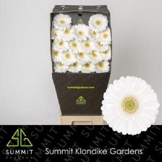 DutchFlowers - Boeket - 20x Germini lobby 70cm | bol