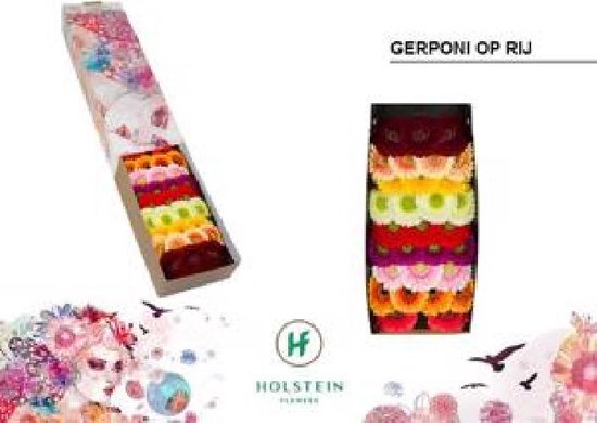 DutchFlowers - Boeket - 60x Germini pomponi mix op rij 40cm | bol