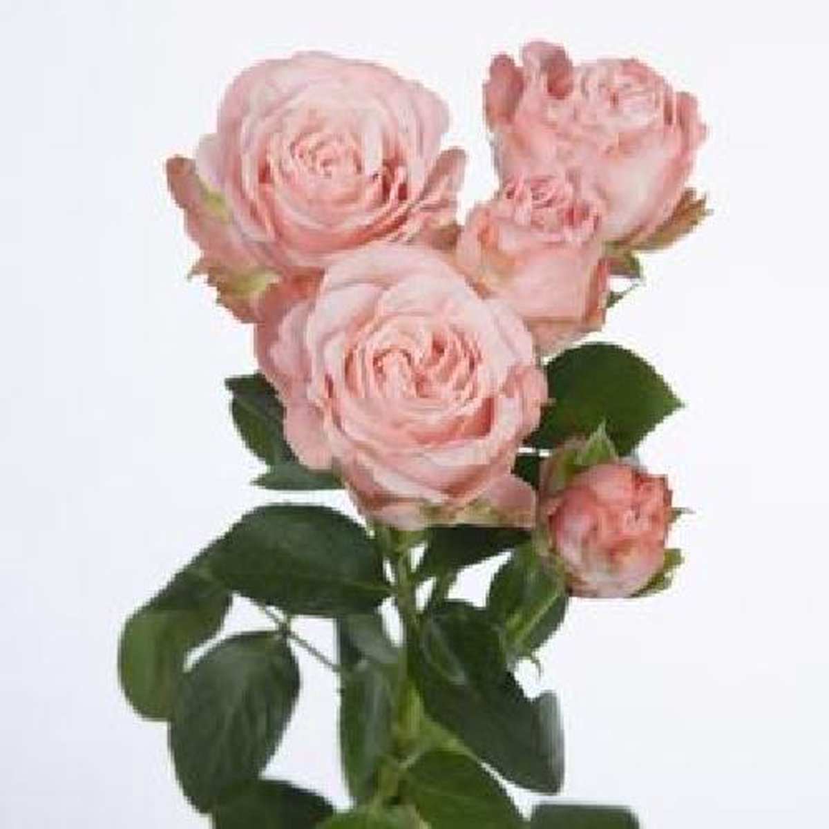 DutchFlowers - Boeket - 10x Rosa madam bombastic 50cm | bol