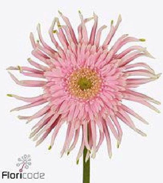 DutchFlowers - Boeket - 15x Gerbera pasta emma 70cm | bol