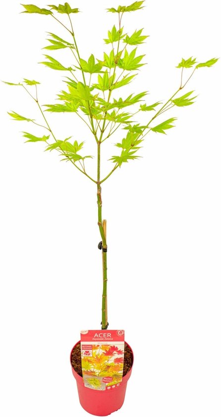 Acer shirasawanum ‘Moonrise’ – Japanse Esdoorn op 40cm stam in kweekpot ...