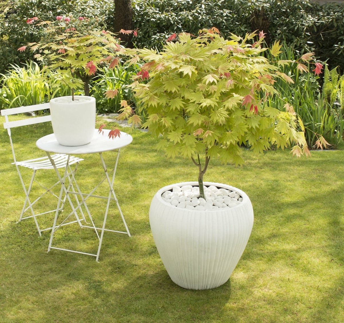 Acer shirasawanum ‘Moonrise’ – Japanse Esdoorn op 40cm stam in kweekpot ...