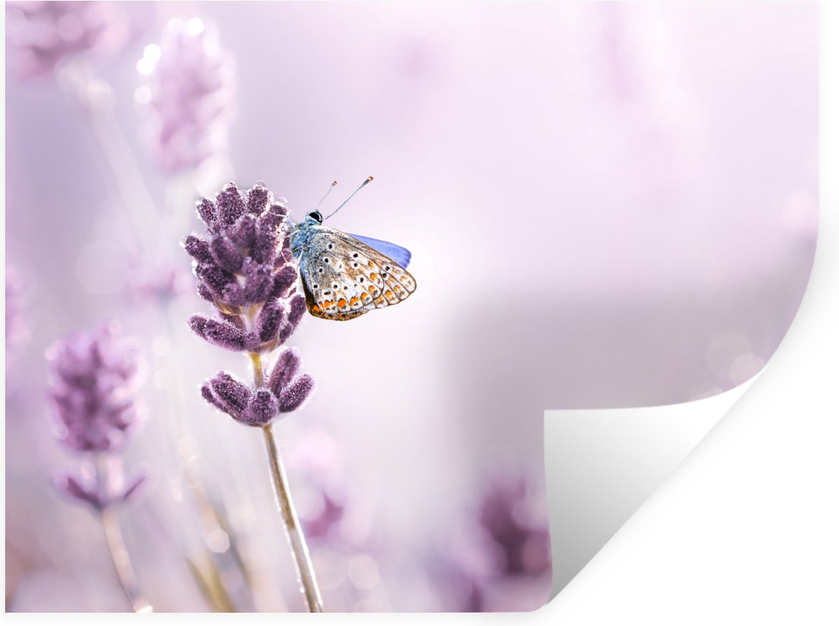 Muurstickers - Sticker Folie - Lavendel - Vlinder - Close-up - Paars ...