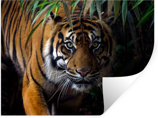 Muurstickers - Sticker Folie - Tijger - Bladeren - Jungle - Dieren - Wild - 120x90 cm... | bol