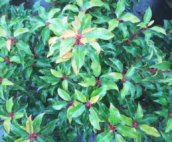Portugese laurier - Prunus lusitanica 'Brenelia'® - 40-50 cm | bol