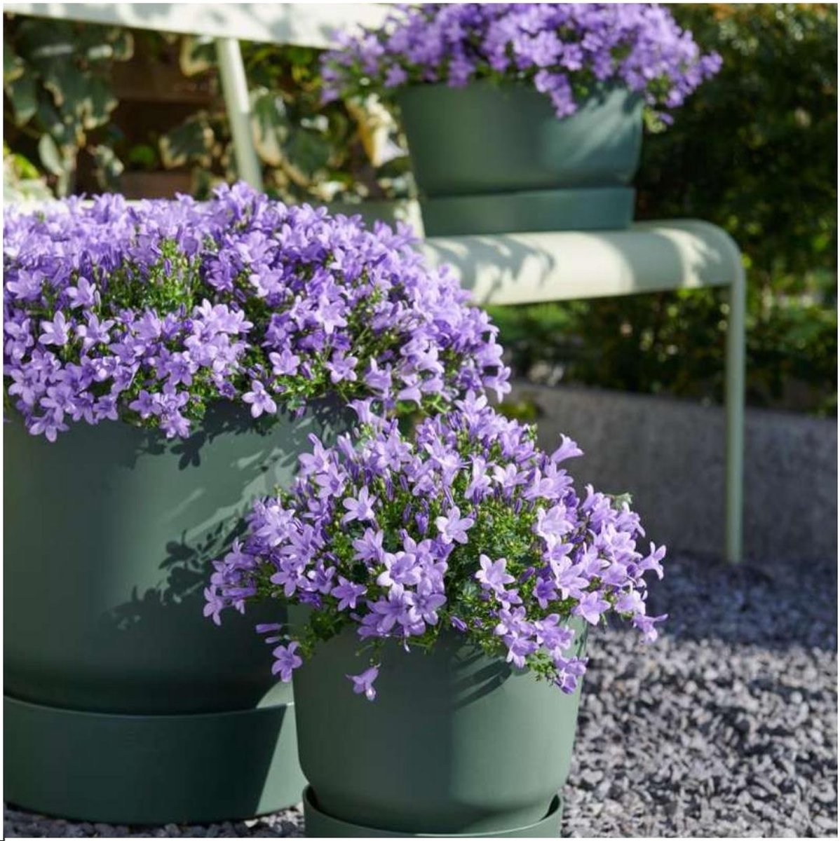 6 x Campanula 'Ambella Lavender' - Campanula portenschlagiana Lavender ...
