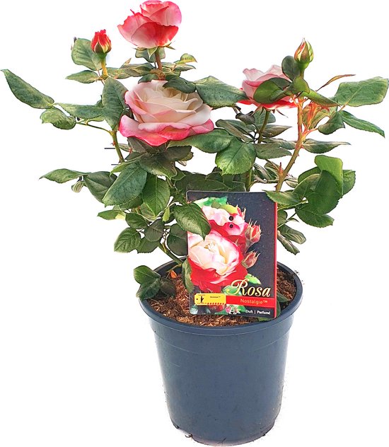 Grootbloemige roos - trosroos - Rosa Nostalgie - heerlijk geurend ...