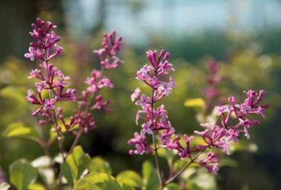 Syringa microphylla 'Superba' - Sering 40 - 50 cm in pot | bol.com