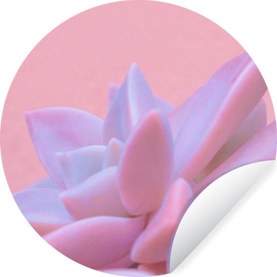 WallCircle - Muurstickers - Behangcirkel - Vetplant - Zomer - Roze - Planten - 50x50... | bol