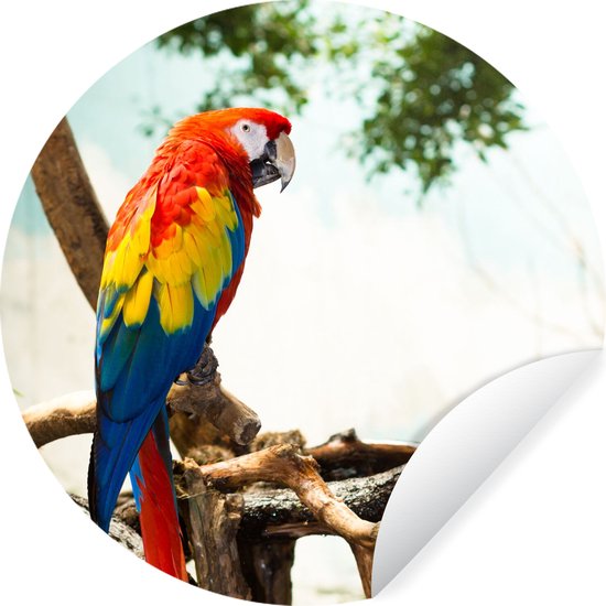WallCircle - Muurstickers - Behangcirkel - Papegaai - Vogel - Regenboog - Tropical -... | bol