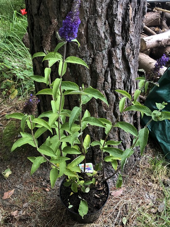 Buddleja davidii ' Empire Blue' - Vlinderstruik 40 - 60 cm in pot | bol