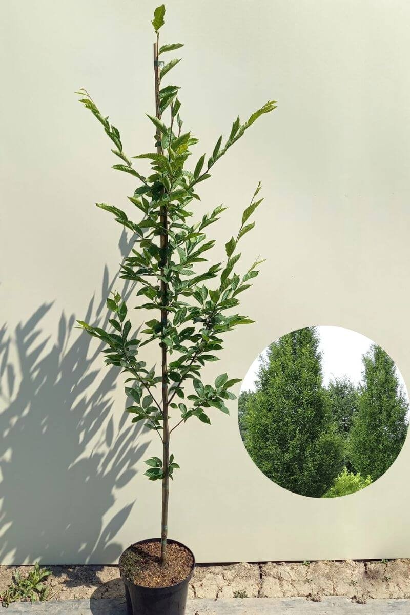 Jonge Zuilvormige Haagbeuk boom | Carpinus betulus 'Fastigiata' | 100 ...