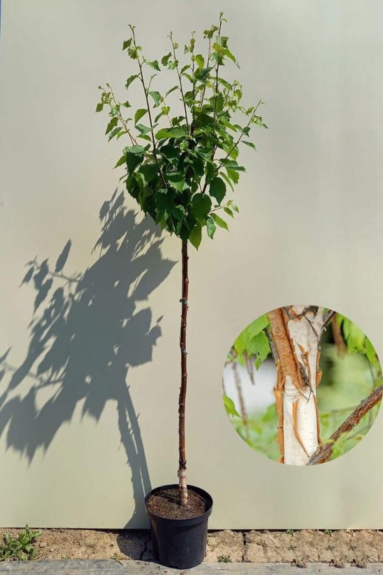 Jonge Chinese Rode Berk boom Halfstam | Betula albosinensis ...
