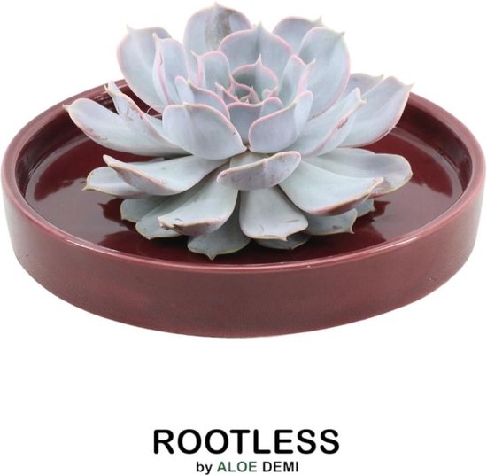 Echte Succulent Lila in rode keramiek schaal - Ø12-14 cm - 5 cm - 1x ...