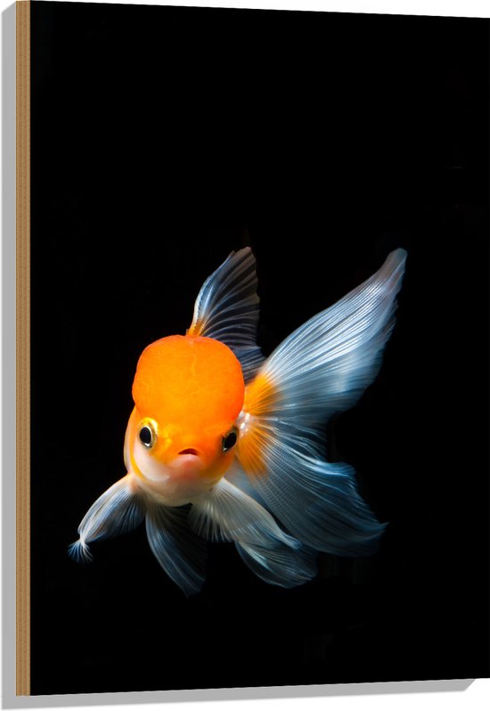 Hout - Vooraanzicht van Bolle Goudvis tegen Zwarte Achtergrond - 60x90 ...