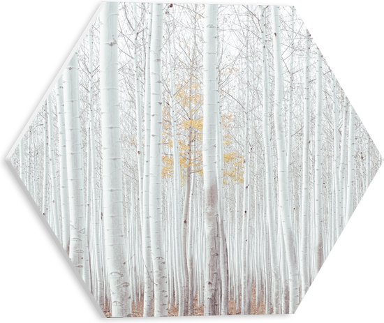 PVC Schuimplaat Hexagon - Bomen - Bossen - Boomstammen - Wit - Natuur ...