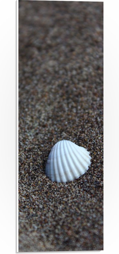PVC Schuimplaat - Strand - Zand - Schelp - Wit - 20x60 cm Foto op PVC ...