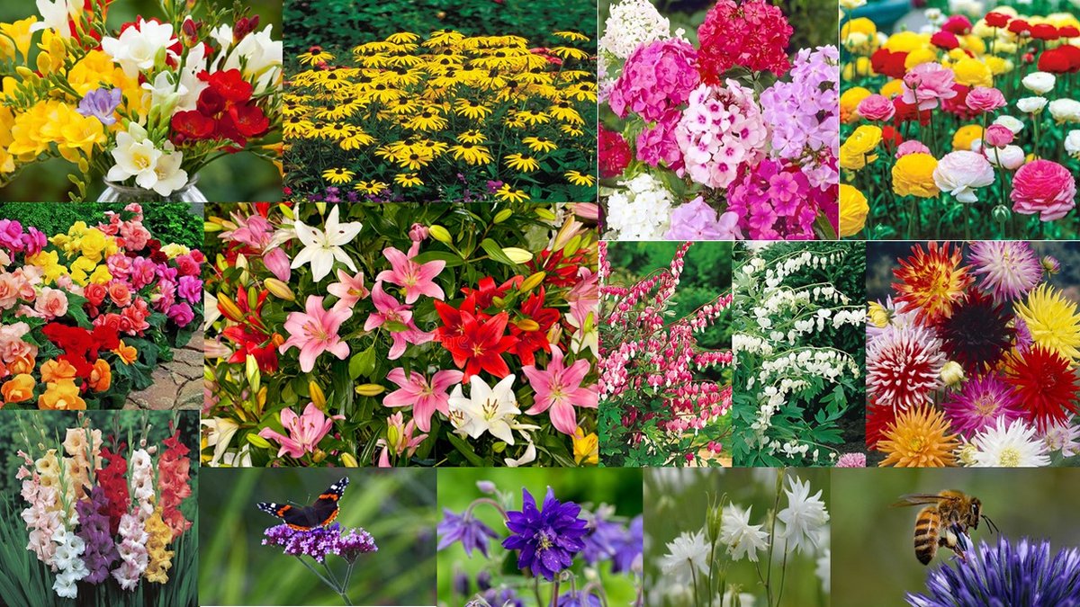 Bijen en Vlinder vaste planten pakket XXL 45 stuks - phlox - pioenroos ...