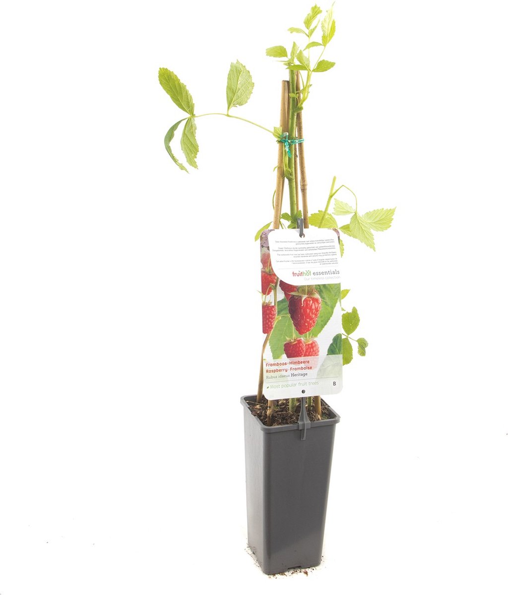 Frambozenplant - Rubus idaeus 'Heritage' - frambozenstruik - kleinfruit ...