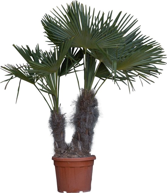 Chinese waaierpalm Trachycarpus Fortunei' duostam 130-150 cm ...