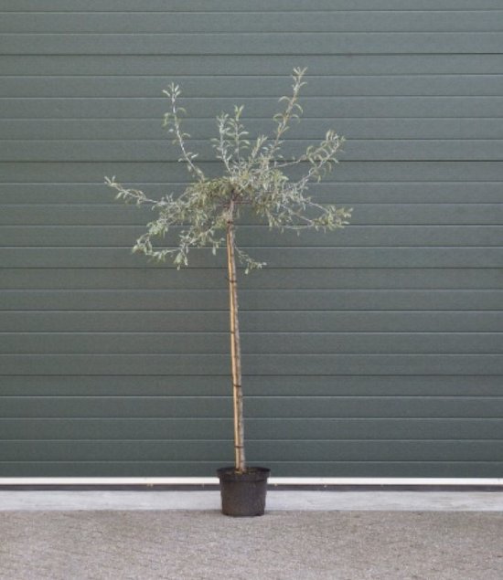 Wilgbladige treur sierpeer Pyrus salicifolia Pendula h 180 cm st. o ...