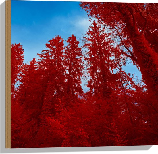 Hout - Onderaanzicht - Bomen - Rood - Lucht - 50x50 cm - 9 mm dik ...