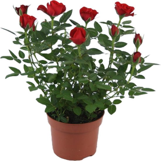 Vier stuks Rosa Red Beau Monde | Potroos | bol