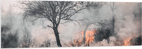 PVC Schuimplaat - Bomen - Planten - Brand - Vuur - Rook - 150x50 cm ...