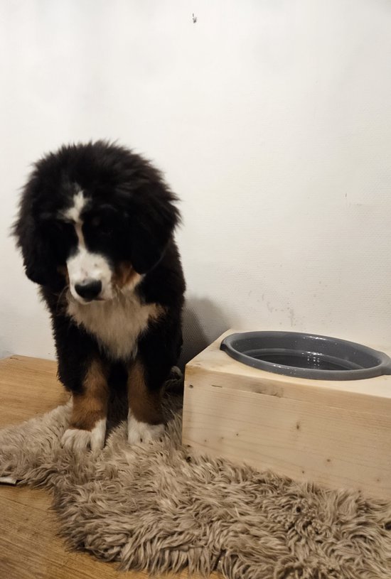Drinkbak Hond steigerhout groot | bol