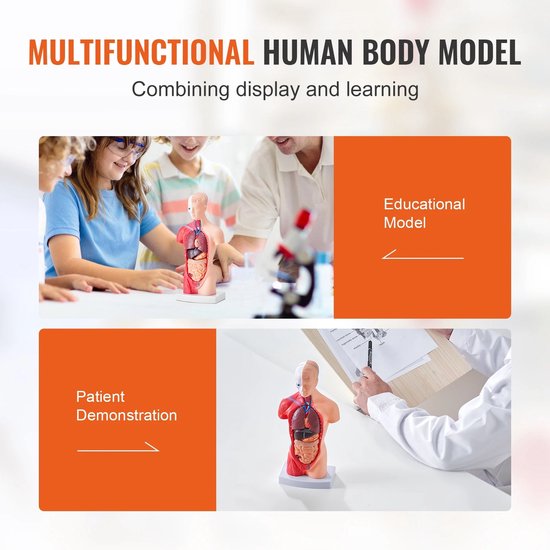 Anatomisch Model - Multis Anatomisch Lichaam - Torso Pop met Onderdelen ...