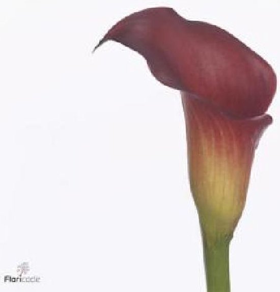 DutchFlowers - Boeket - 10x Calla call aruna 60cm | bol