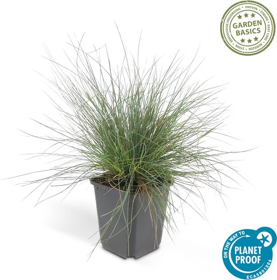 20x blauw struisgras Festuca glauca 'Elijah Bleu' - 10-25cm - Ø9cm ...