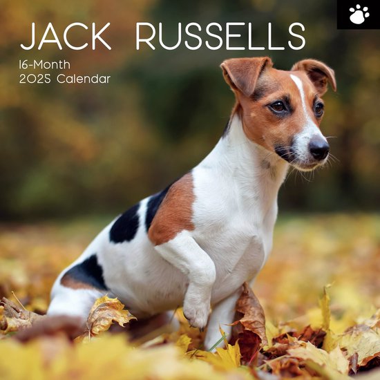Jack Russell Terrier Kalender 2025 | bol