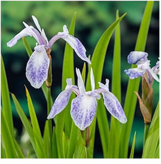 Moerings Iris Laevigata Mottled Beauty | Water Lis | In 9CM pot | bol