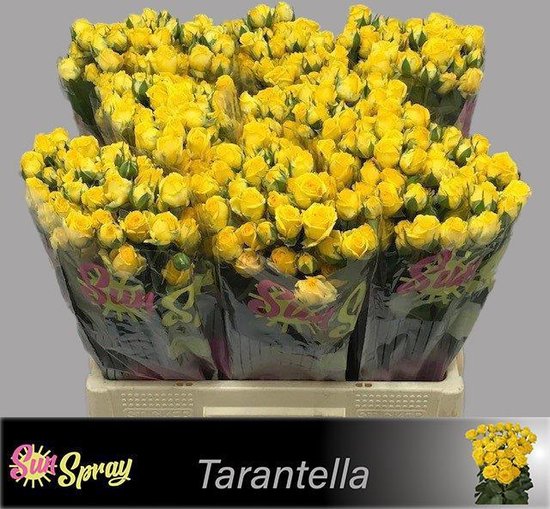 DutchFlowers - Boeket - 10x Rosa tarantella 60cm | bol