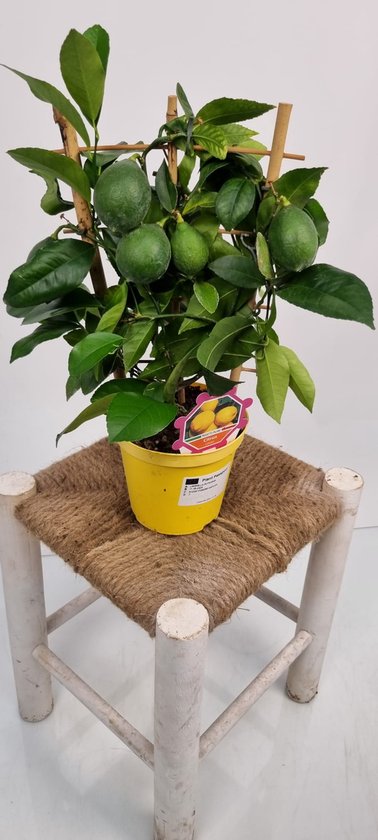 Citrus Limonella (Lemon) - op rekje met 3+ echte vruchten - potmaat 14 ...
