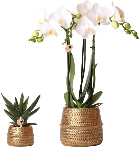 Kado Tip! Planten Set Groove Goud, Witte Orchidee Amabilis Ø9cm, Groene ...