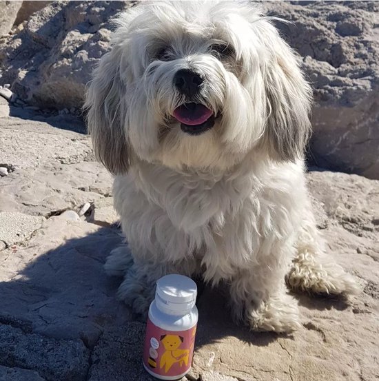 Honden supplementen Apipet Gastro 120 capsules | bol
