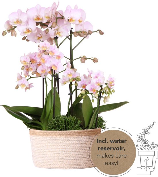 Echte Blikvanger, Roze Orchideën Plantenset in Katoenen Mand, KadoTip ...