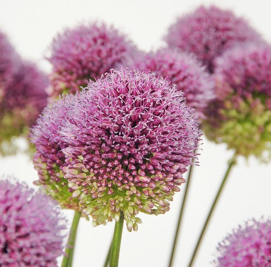 Allium sphaerocephalon | Paars | Sierui Bollen | verwilderend | bol