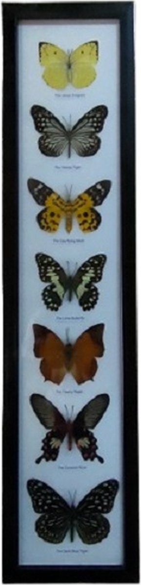 vlinder-vlinders in lijst-insect-insecten-opgezette-vlinders-fotolijst ...