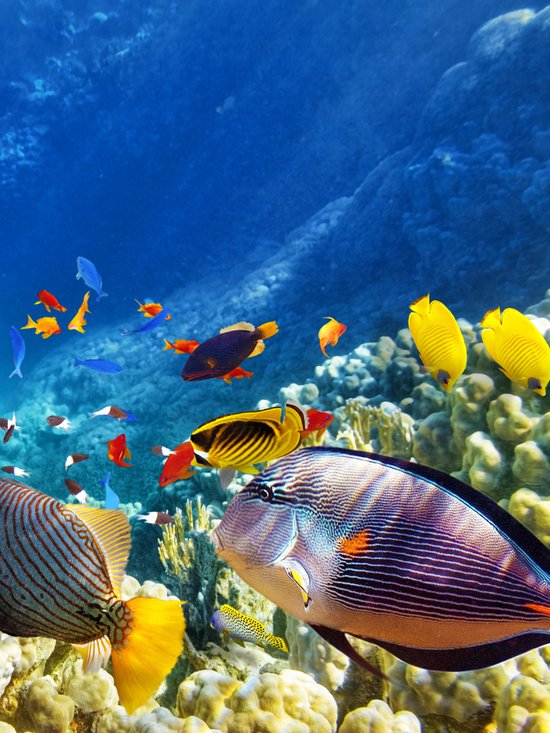 Diamond painting - Vierkante steentjes - Diamond painting volwassenen ...