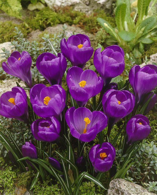 50 Crocus Flower Record | bol