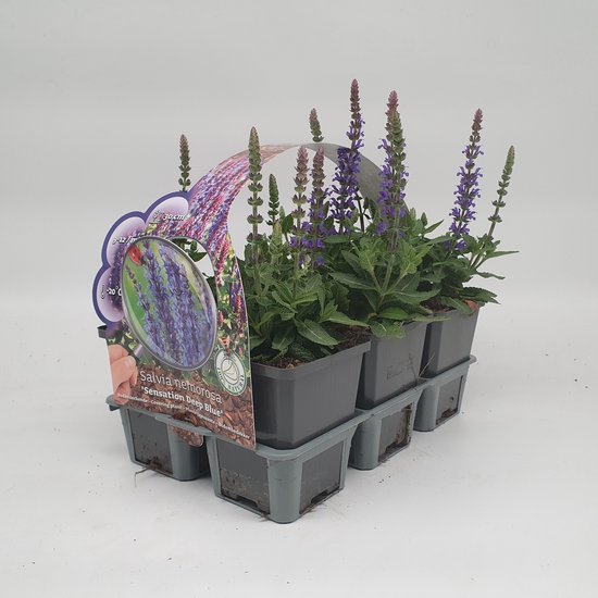 Salvia nemorosa 'Sensation Deep Blue' - 12 planten (2x sixpack) - Salie ...